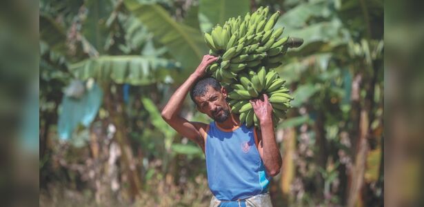 Luta contra fungo que pode extinguir bananas
