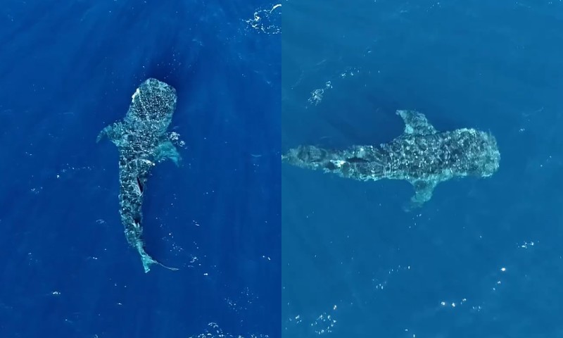 Maior peixe do mundo, Tubarão-baleia faz aparição rara no litoral do ES ...