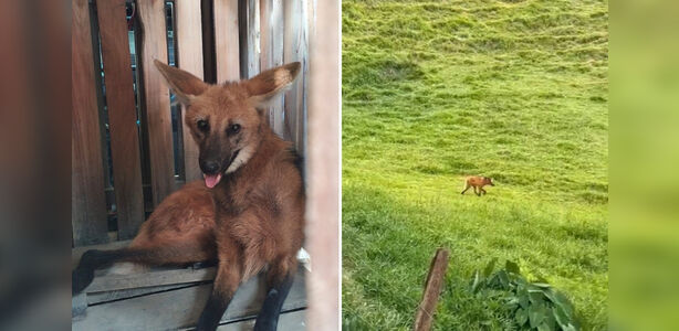 Polícia ambiental resgata lobo-guará e filma soltura do animal em ...