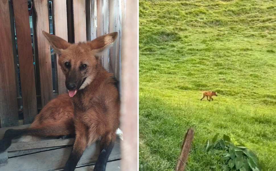 Polícia ambiental resgata lobo-guará e filma soltura do animal em ...