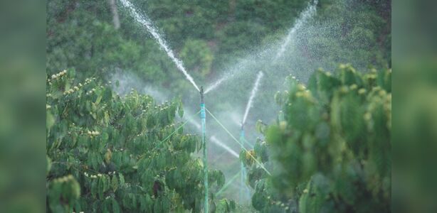 “Sensor de estresse” identifica falta de água na irrigação do café